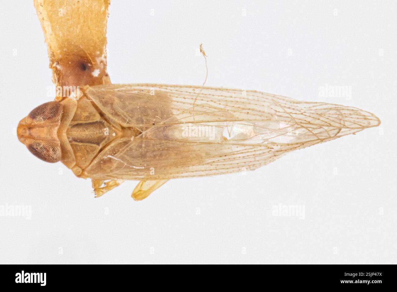 (Haplaxius synavei), Insecta, Venezuela, Photos taken by Solomon ...