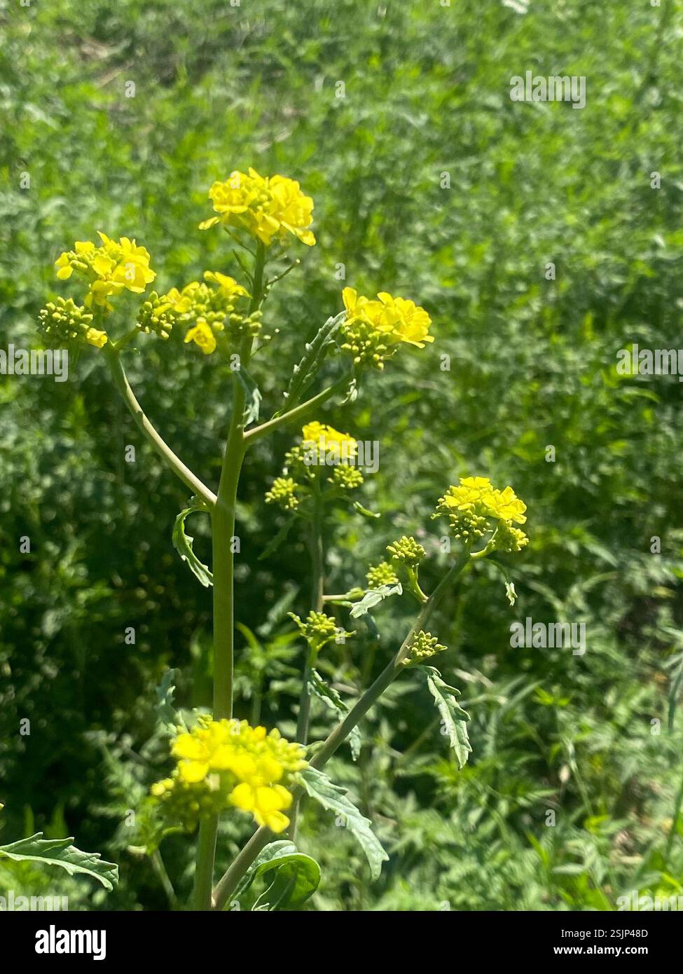 annual bastard cabbage (Rapistrum rugosum), Plantae, Tom Miller St ...