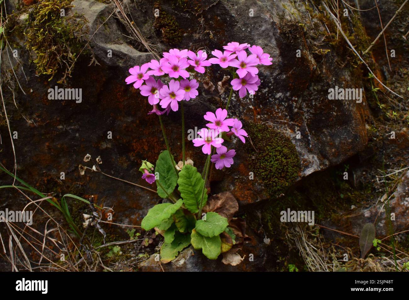 Poison Primrose (Primula obconica), Plantae, 中国贵州省黔南布依族苗族自治州龙里县 Stock ...
