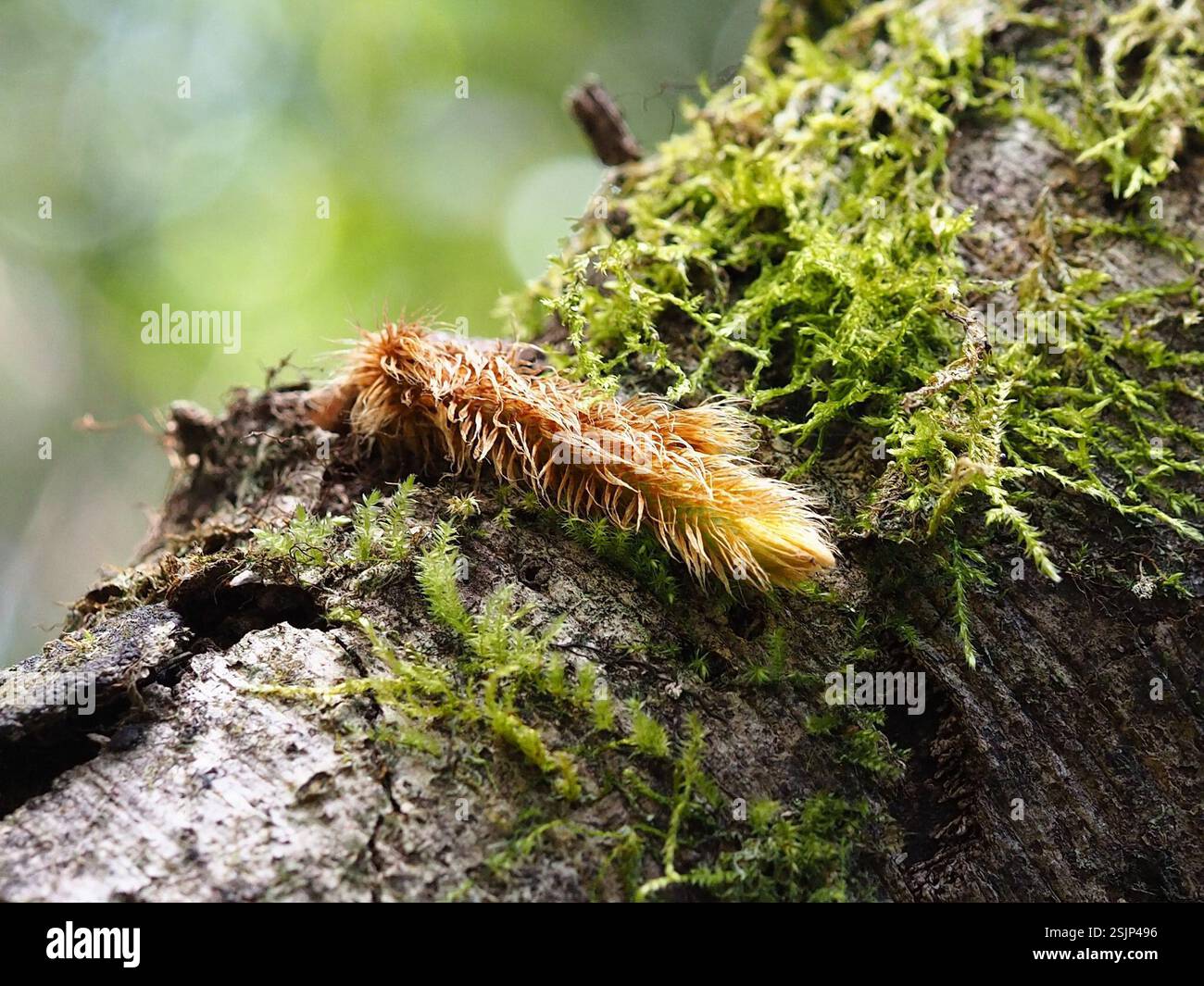Black Rabbit's Foot Fern (Davallia trichomanoides), Plantae, 台灣新北市 ...