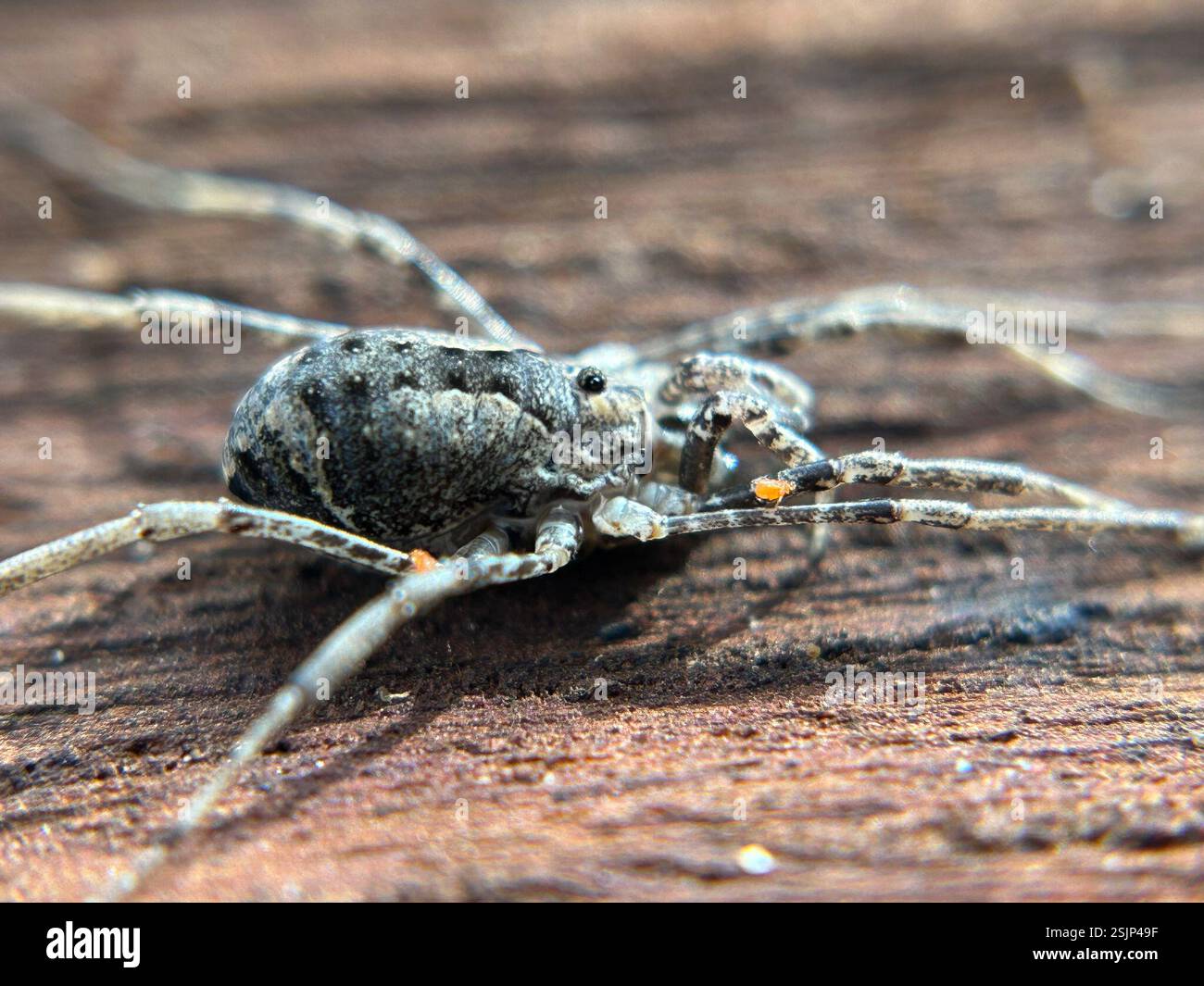 (Protolophus singularis), Arachnida, Highland Dr, Los Osos, CA, US, The ...