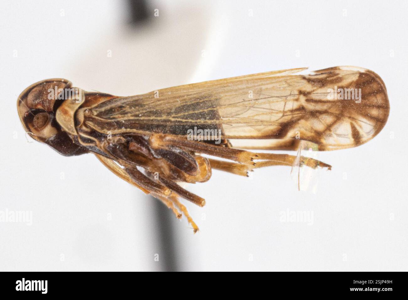 (Haplaxius tekmar), Insecta, Centro, Zimapán, Hgo., Mexico, This is a ...