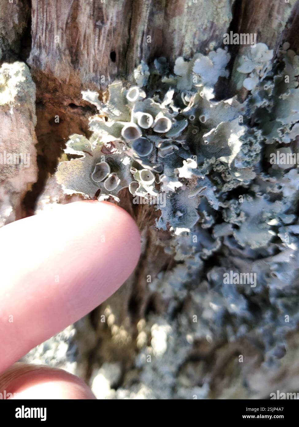 Ruffle Lichens (Parmotrema), Fungi, Charleston, South Carolina, United ...