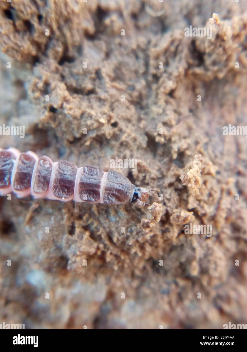 Lesser Black Glow-worm (Phosphaenus hemipterus), Insecta, 38690 ...