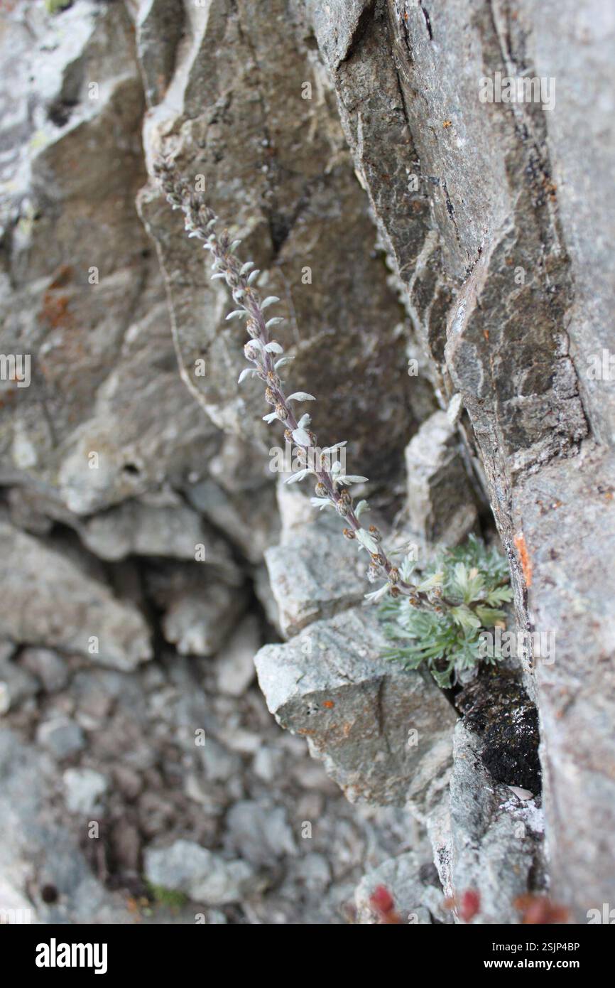 Black Wormwood (Artemisia genipi), Plantae, 1945 Liddes, Suisse Stock ...