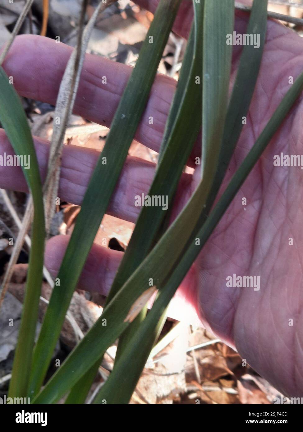 White-grained Mountain-ricegrass (Oryzopsis asperifolia), Plantae ...
