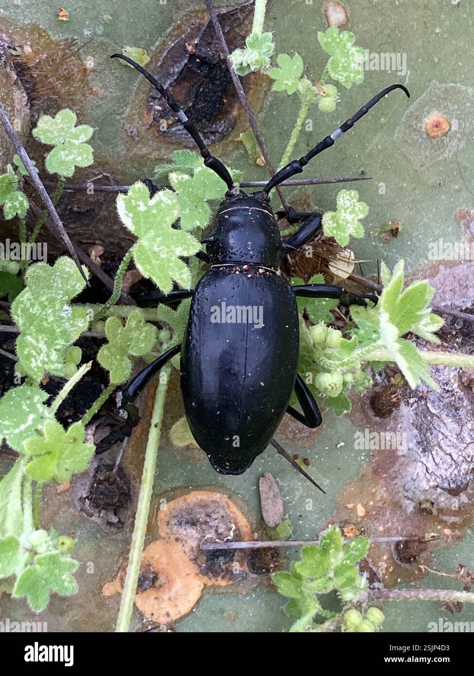Giant Cactus Longhorn Beetle (Moneilema gigas), Insecta, E Edwin Rd ...