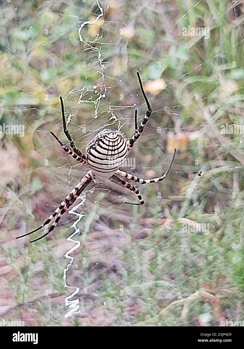 Banded Garden Spider (Argiope trifasciata), Arachnida, Xemxija, St Paul ...