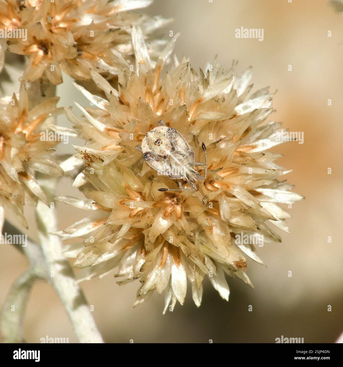 Stink Bugs, Shield Bugs, and Allies (Pentatomoidea), Insecta, Guasca ...
