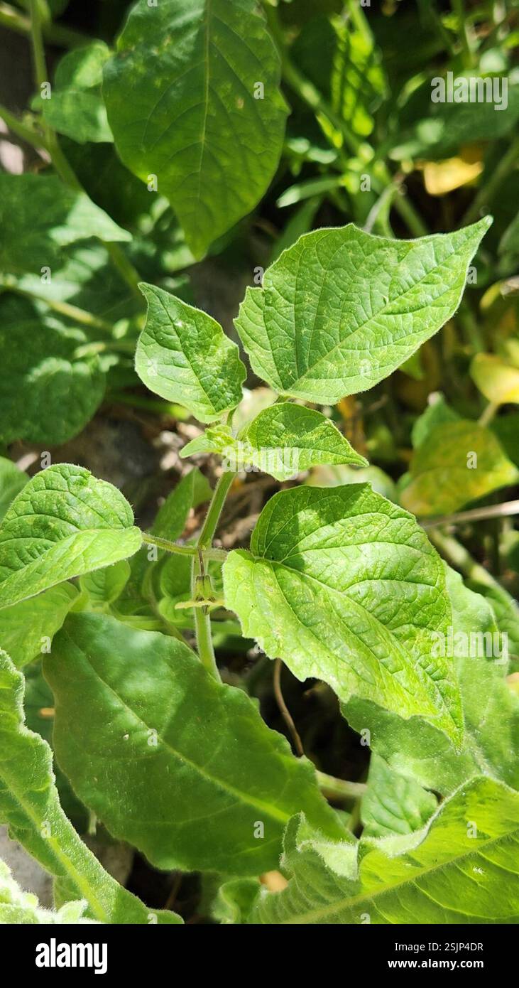 hairy groundcherry (Physalis pubescens), Plantae, Loreto, MX-BS, MX ...