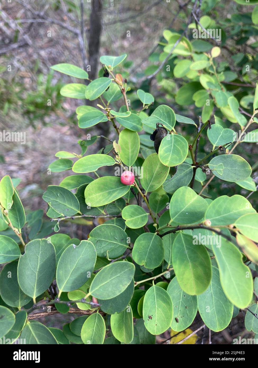 coffee bush (Breynia oblongifolia), Plantae, Duaringa, AU-QL, AU Stock ...