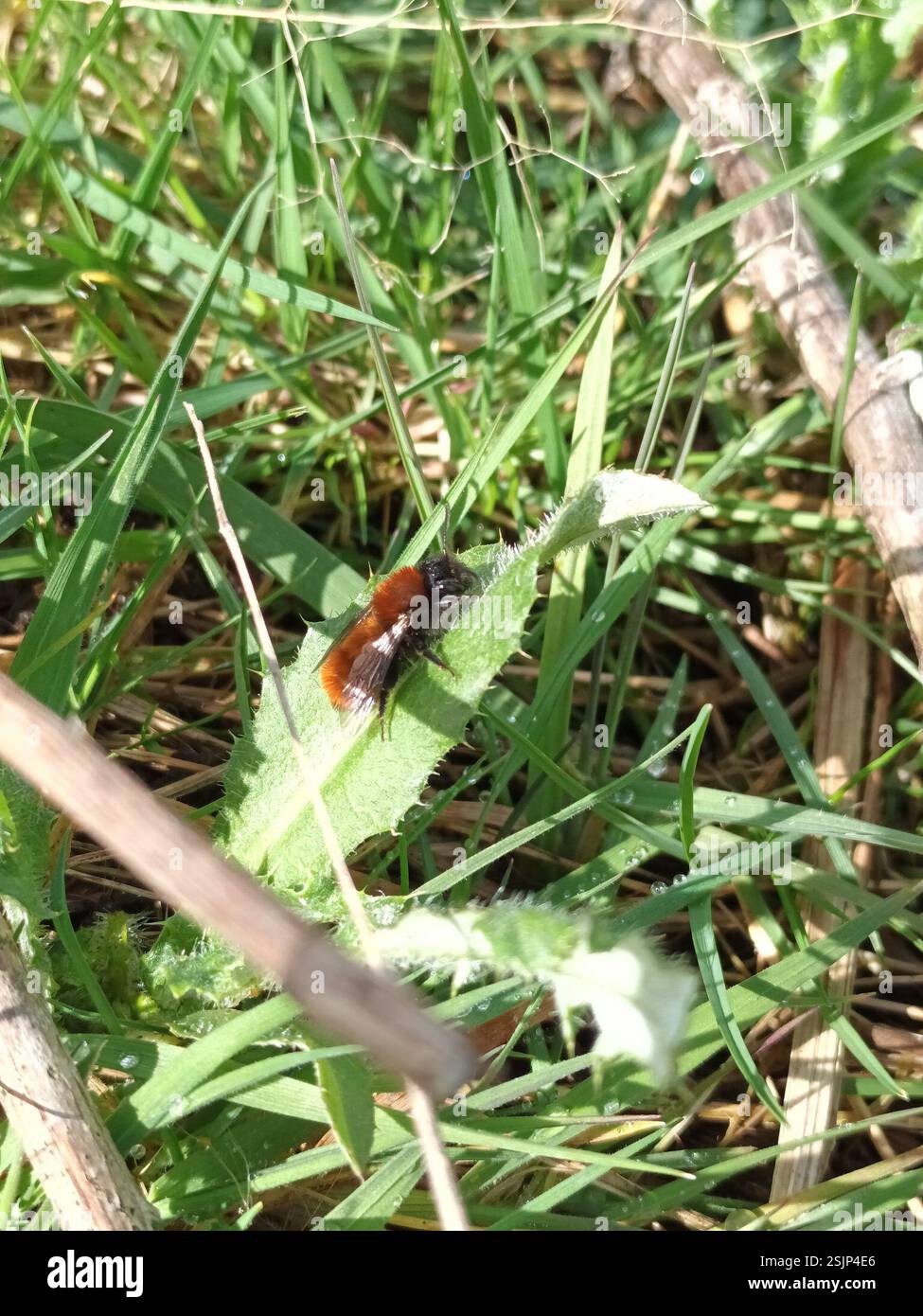Tawny Mining Bee (Andrena fulva), Insecta, Cheshire East, UK Stock ...