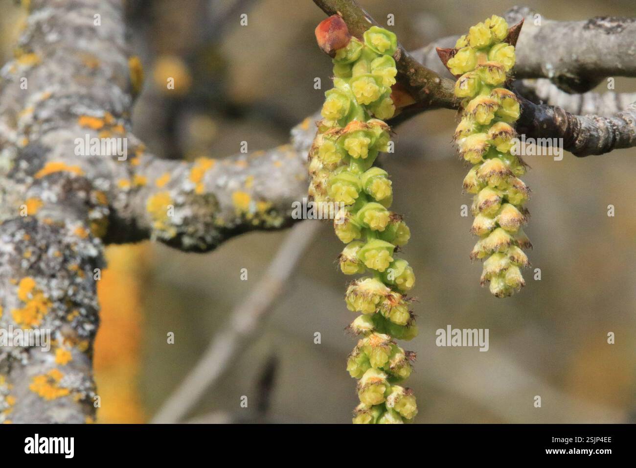 black cottonwood (Populus trichocarpa), Plantae, Harlow, Eugene, OR ...