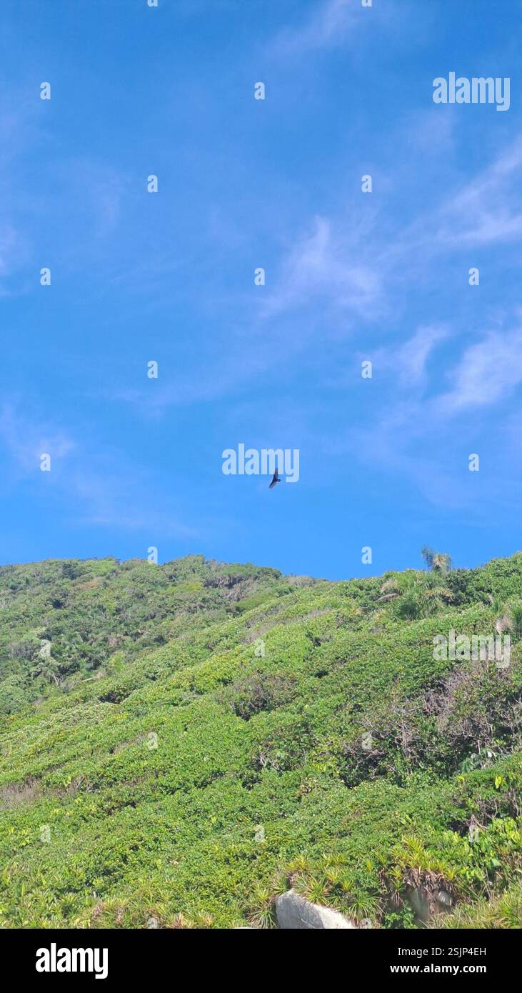 Turkey and Yellow-headed Vultures (Cathartes), Aves, Ariri, Cananéia ...