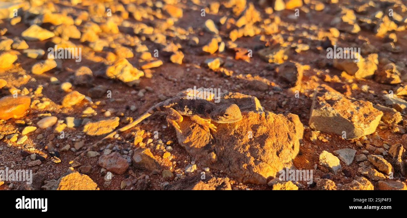 Gibber Earless Dragon (Tympanocryptis intima), Reptilia, Andamooka ...