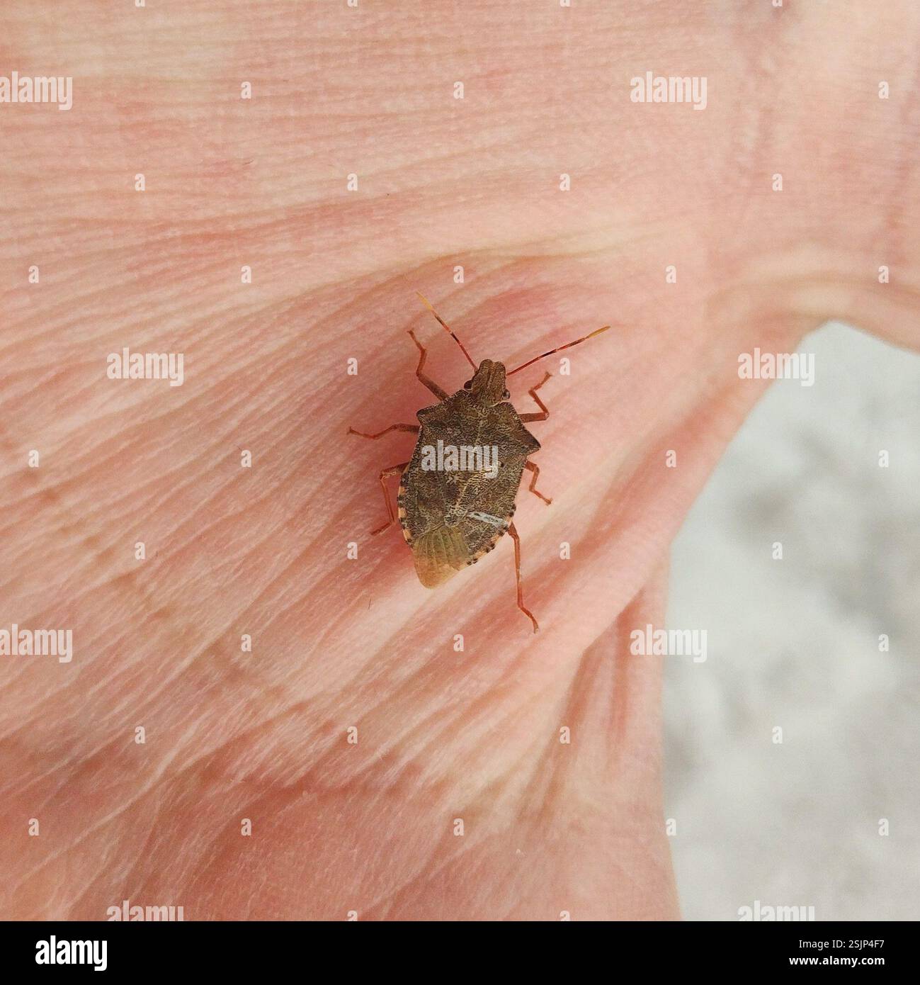 Dock Leaf Bug (Arma custos), Insecta, Kosanin dol, Pancharevo, Bulgaria ...