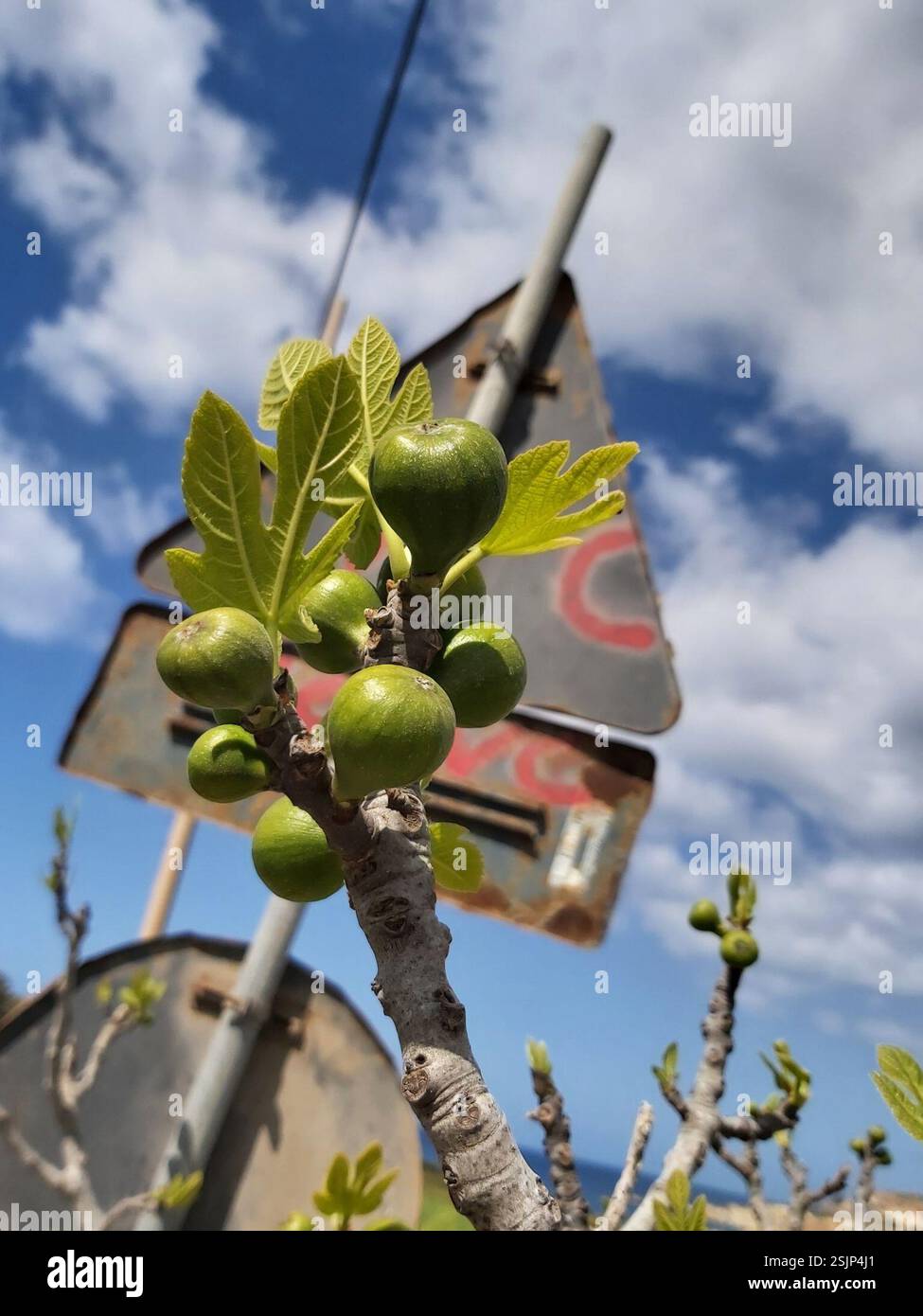 common fig (Ficus carica), Plantae, Riviera, Mġarr, Malta Stock Photo ...