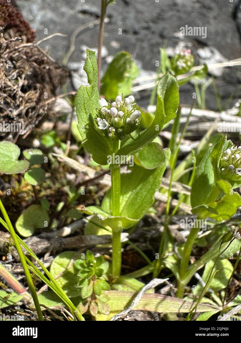 Longhorn Seablush (Plectritis macrocera), Plantae, Columbia River Gorge ...