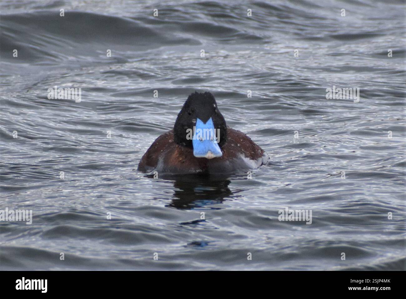 Andean Duck (Oxyura ferruginea), Aves, Lago Argentino, AR-SC, AR Stock ...