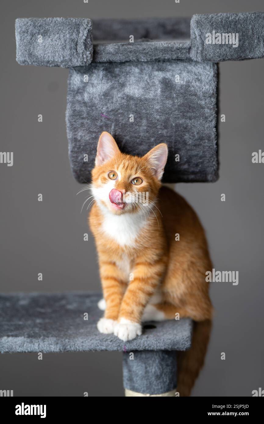 Ginger domestic playful cat sitting on cat tower and sticks out tongue ...