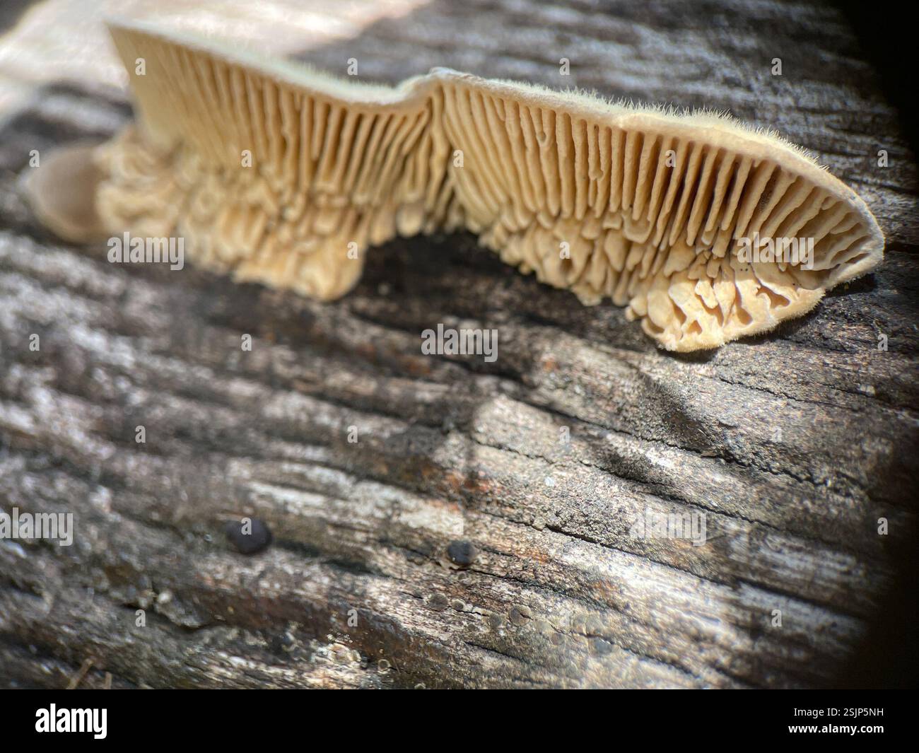 Gilled Polypore (Trametes betulina), Fungi, Rancho San Antonio County ...
