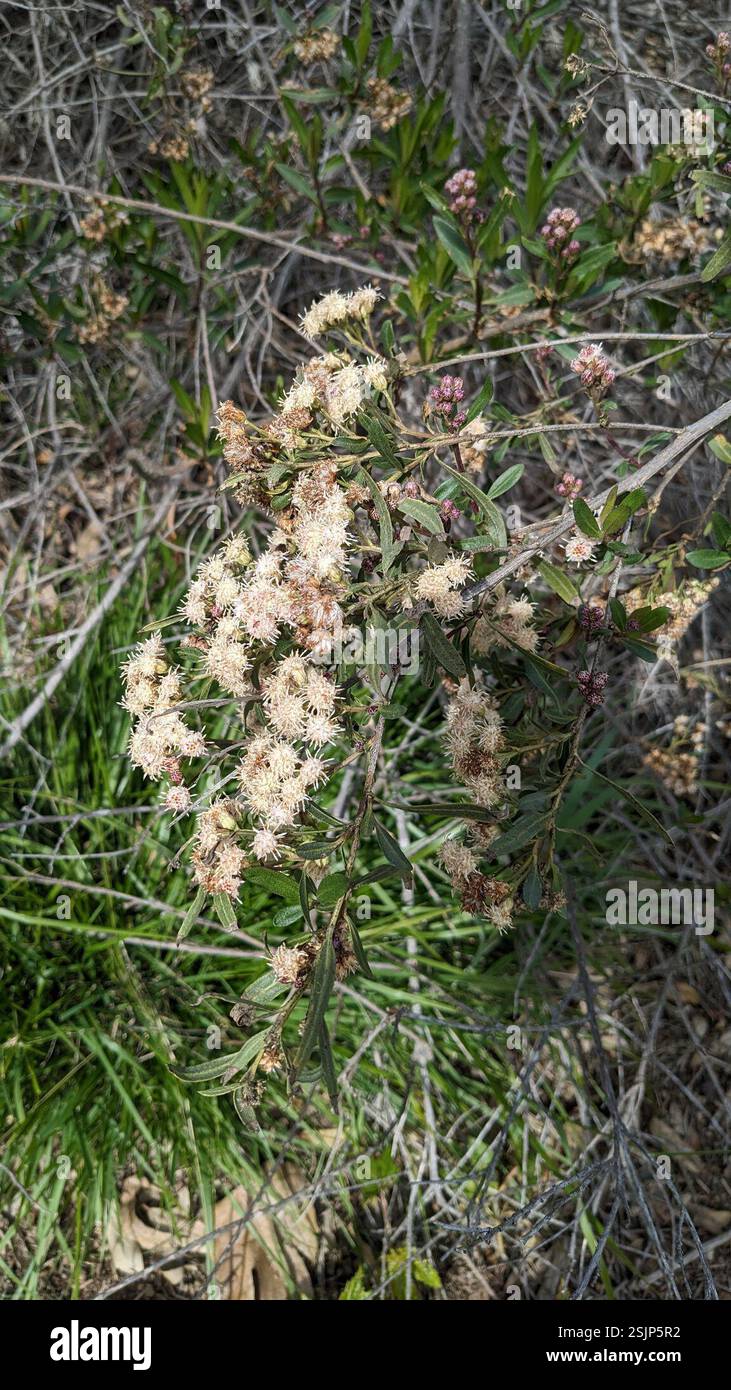 mule fat (Baccharis salicifolia), Plantae, Westwood, Los Angeles, CA ...