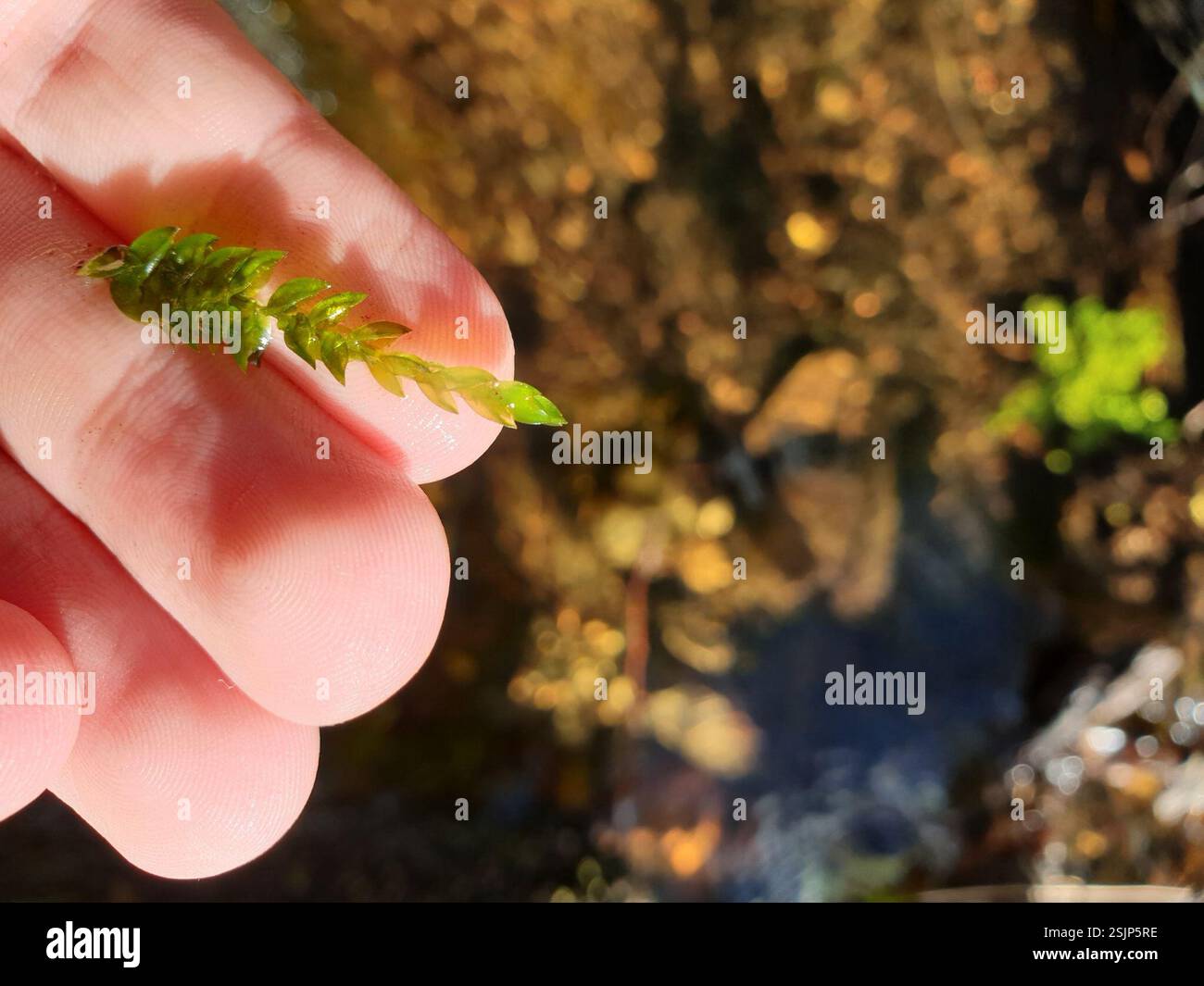 Willow Moss (Fontinalis antipyretica), Plantae, Dumfries and Galloway ...