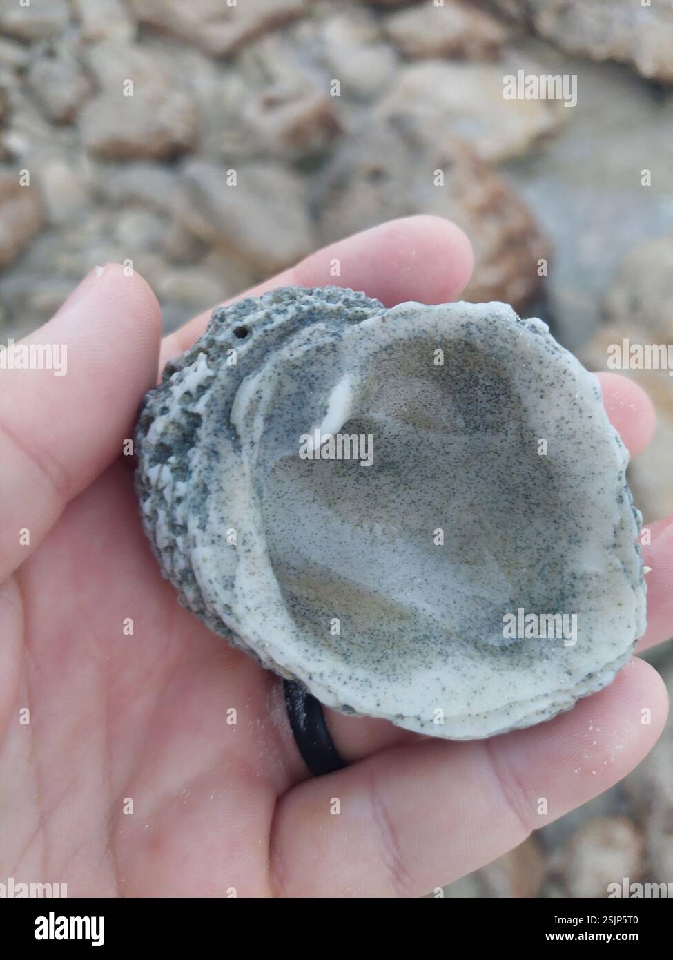 Jewel boxes (Chamidae), Mollusca, Morón, CU-CA, CU Stock Photo - Alamy