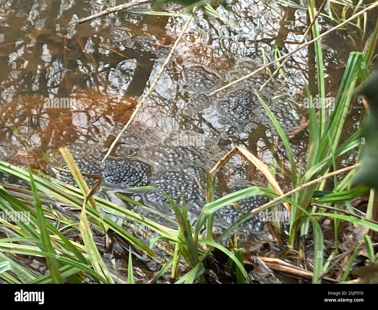 European Common Frog (Rana temporaria), Amphibia, Sheen Common Dr ...