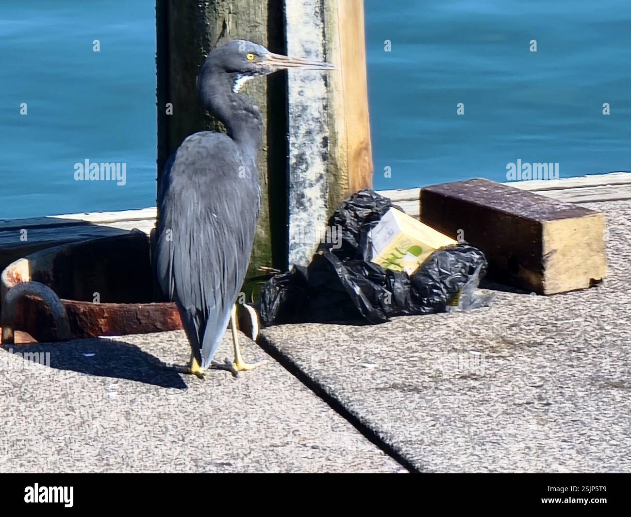 Pacific Reef Heron (Egretta sacra), Aves, Tauranga 3110, New Zealand ...