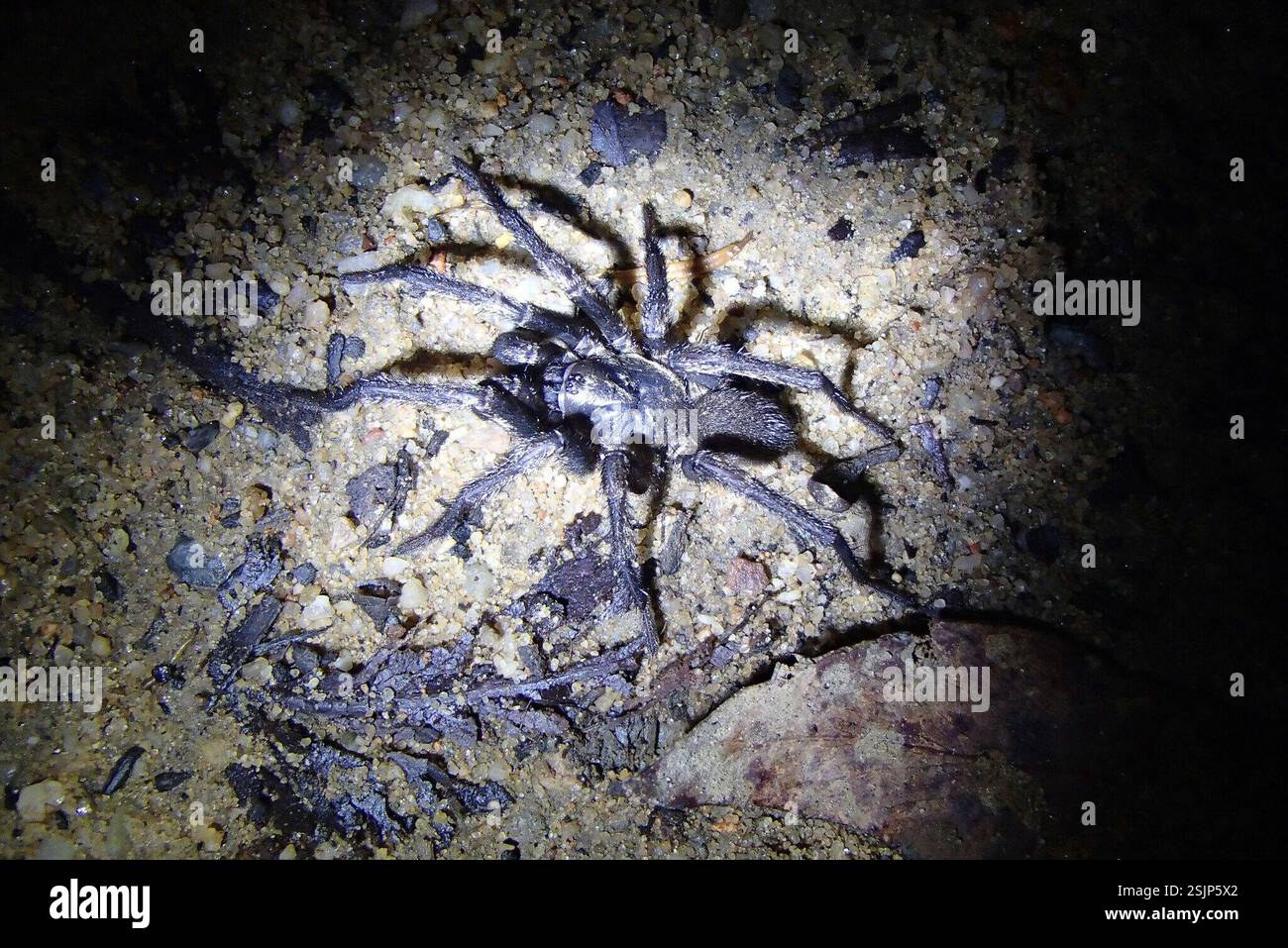 Brown Trapdoor Spiders (Arbanitis), Arachnida, 62 Railway Parade ...