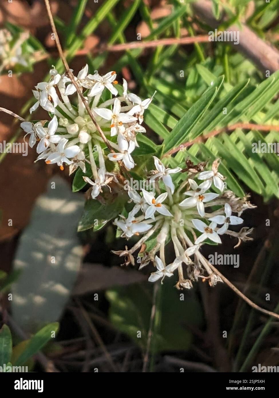 Queen of the Bush (Pimelea linifolia), Plantae, Boondall QLD 4034 ...