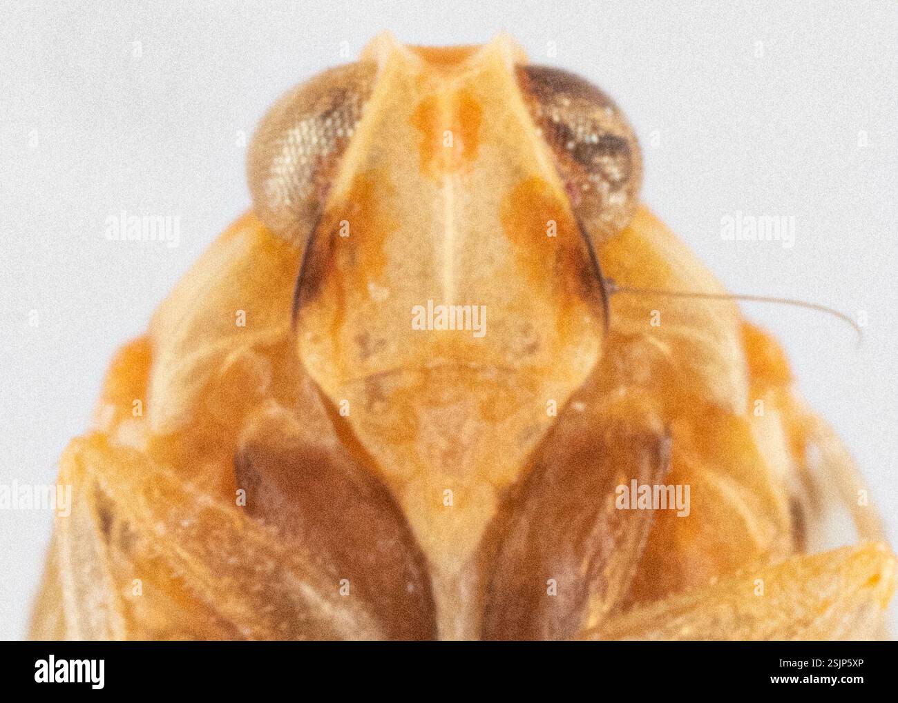 (Haplaxius lyssa), Insecta, Puyo, Ecuador, photographs taken by Solomon ...