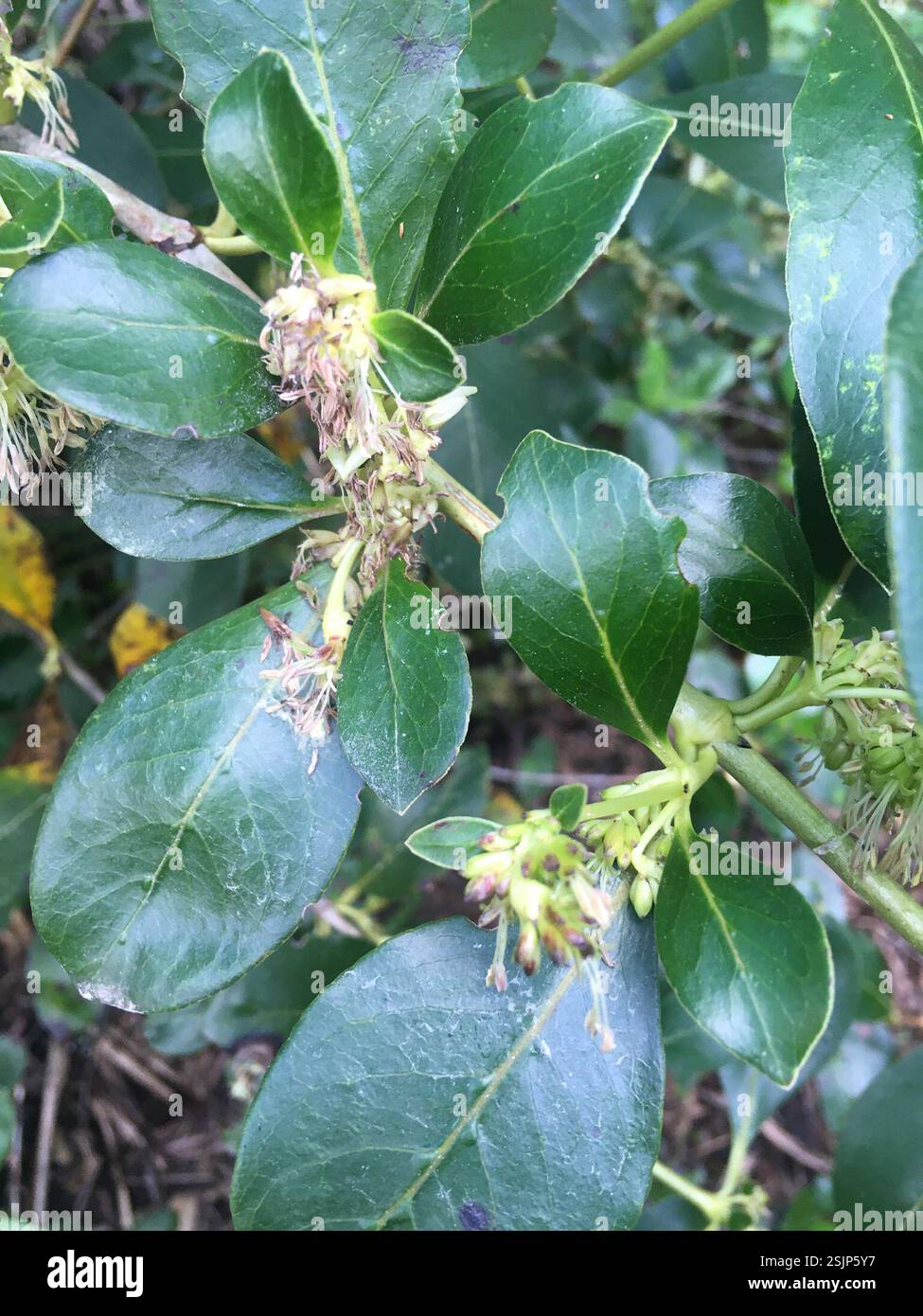 Karamū (Coprosma robusta), Plantae, GGARNLWR Gahnia Grove, Eskdale ...