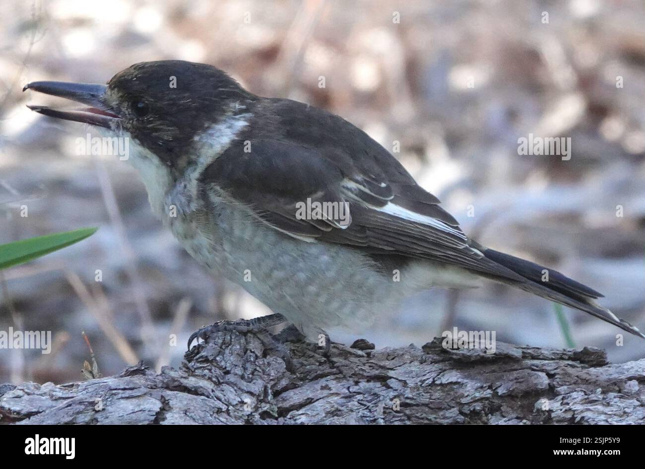 Grey Butcherbird (Cracticus torquatus), Aves, Bayswater VIC 3153 ...