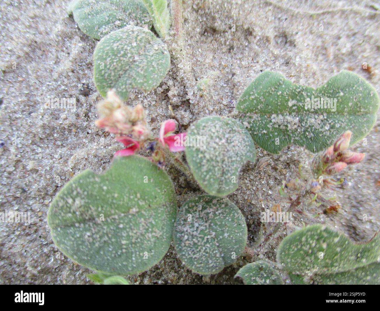 (Indigofera flavicans), Plantae, Zambezi Region, Namibia Stock Photo ...