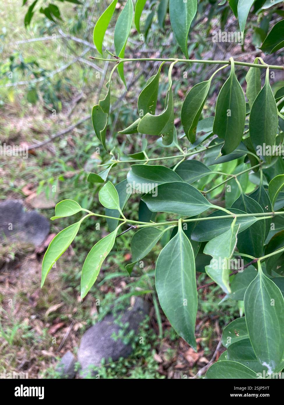 Australian wax jasmine (Jasminum simplicifolium), Plantae, Stanwell ...