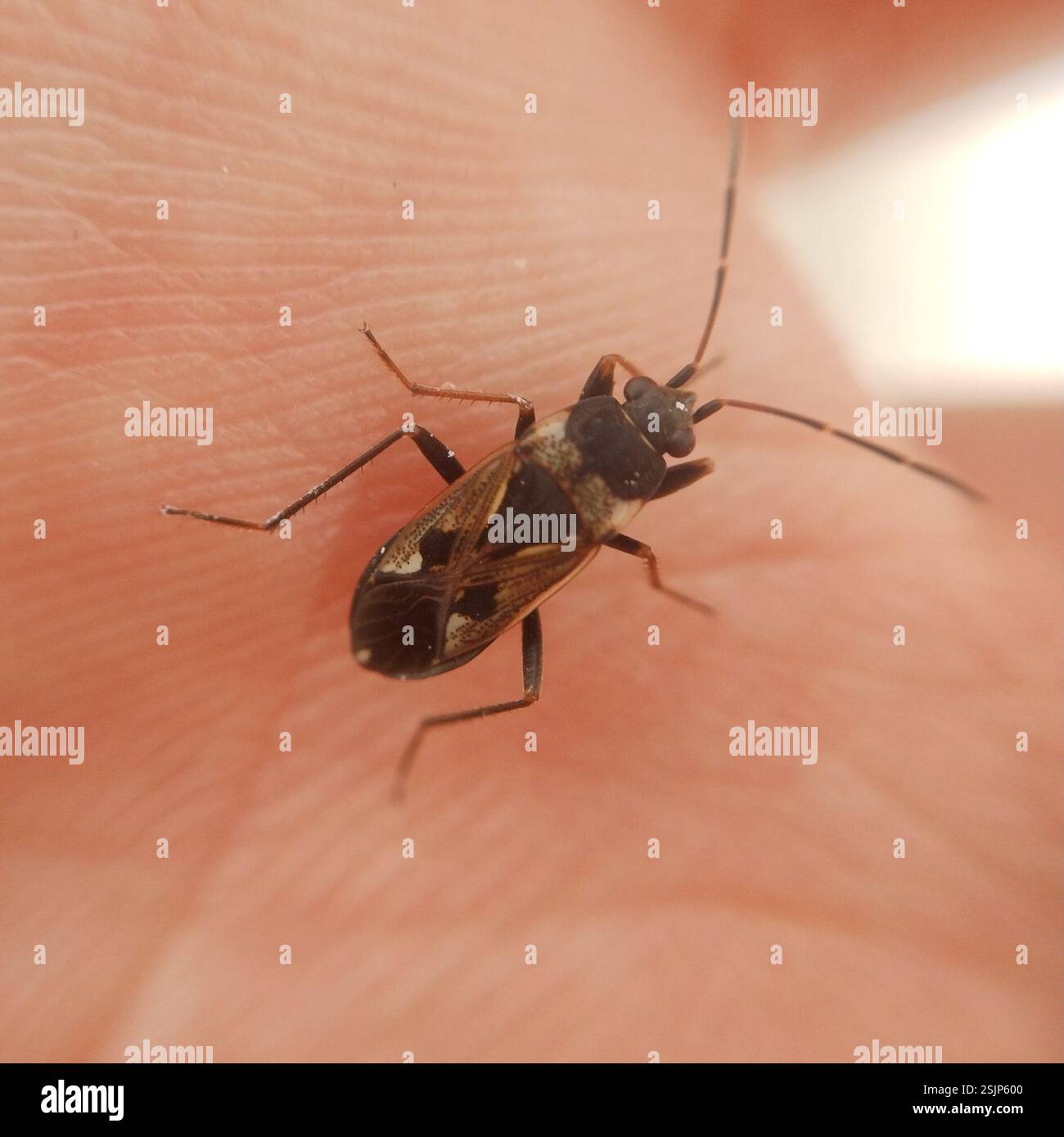 bright-spotted groundbug (Rhyparochromus vulgaris), Insecta, ul ...