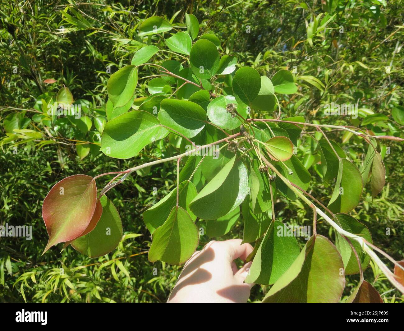 Callery pear (Pyrus calleryana), Plantae, Coastal Georgia Botanical ...