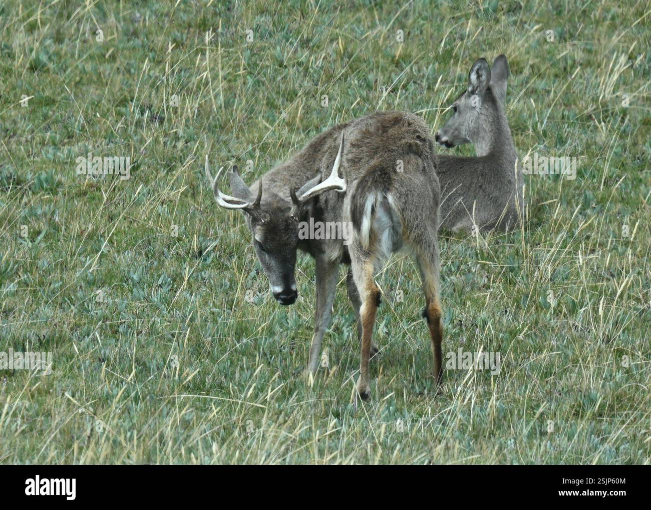 White-tailed Deer (Odocoileus virginianus), Mammalia, Reserva Antisana ...