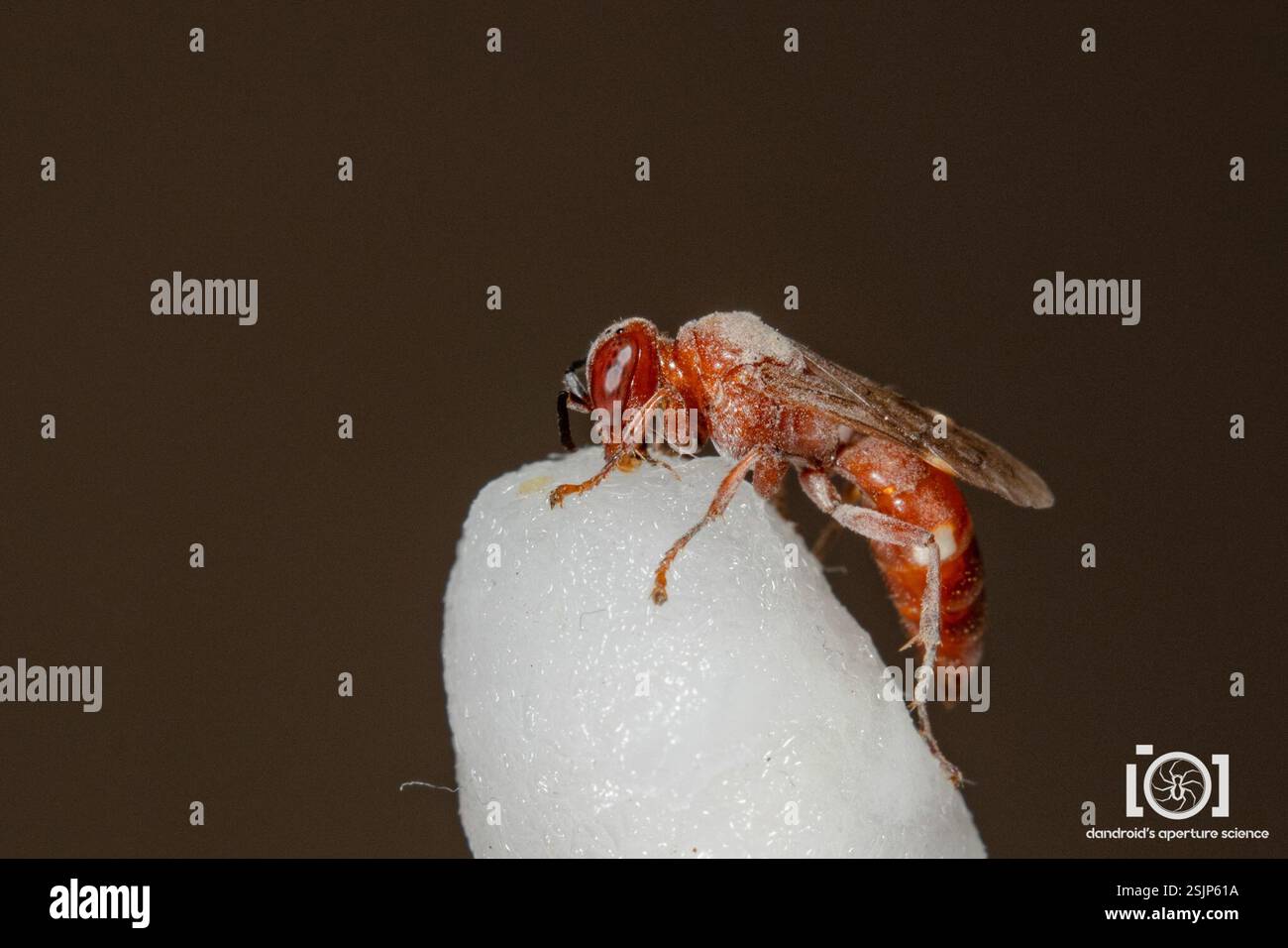 (Harpactus citipes), Insecta, Chimney Lakes, Jacksonville, FL, USA ...