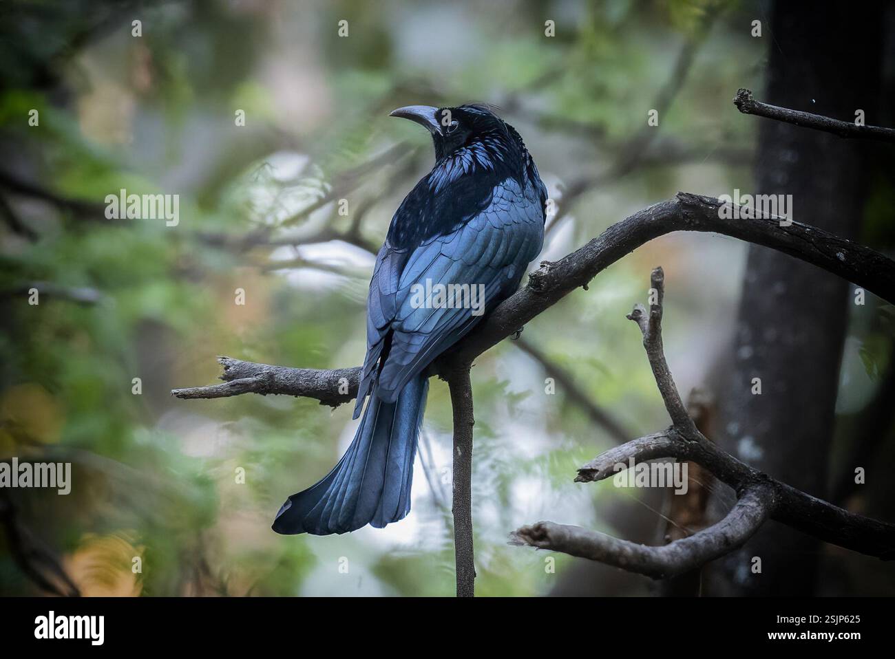 Hair-crested Drongo (Dicrurus hottentottus), Aves, Forest Area Stock ...