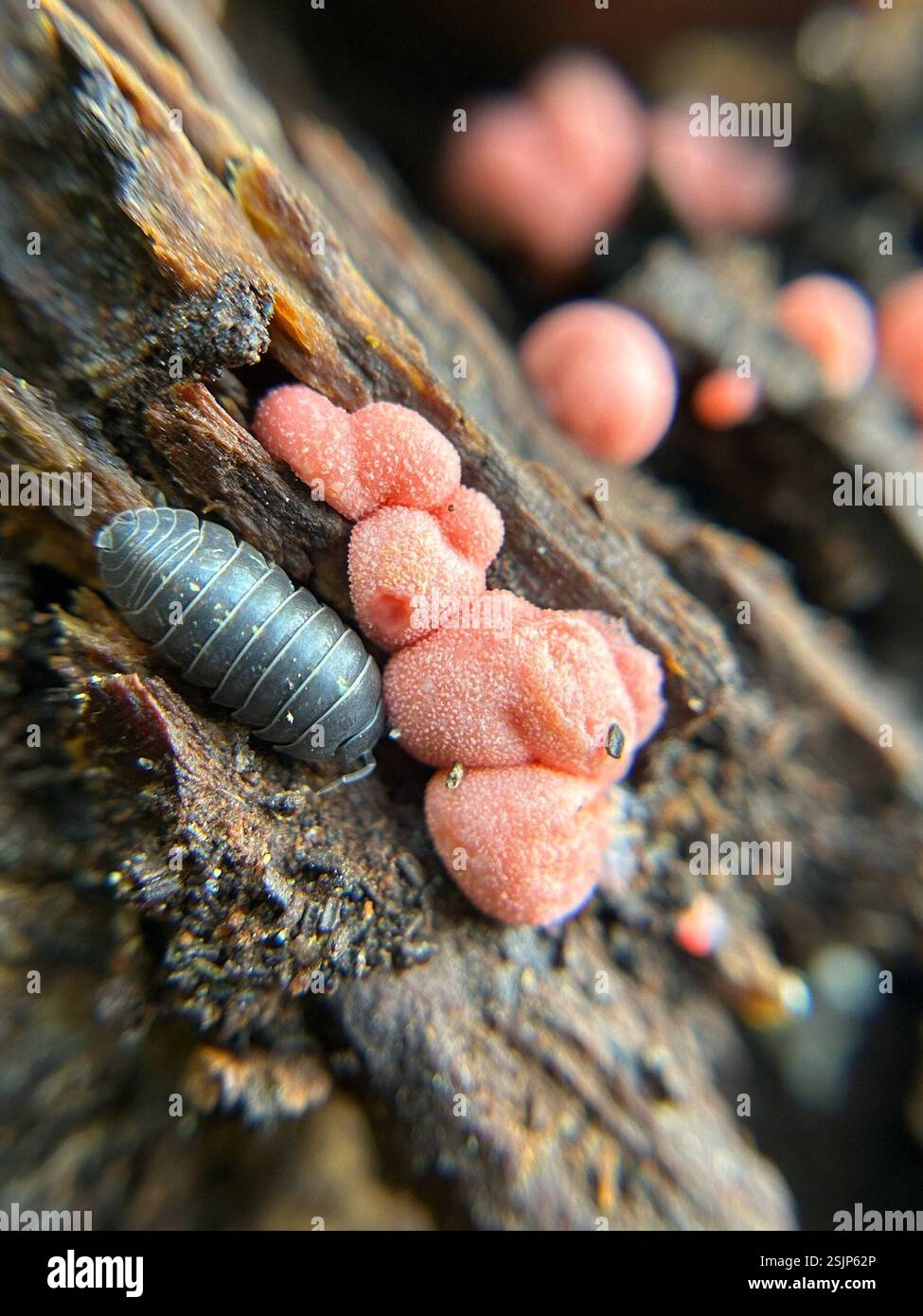 (Lycogala epidendrum), Protozoa, Avon Ave, Cambria, CA, US Stock Photo ...