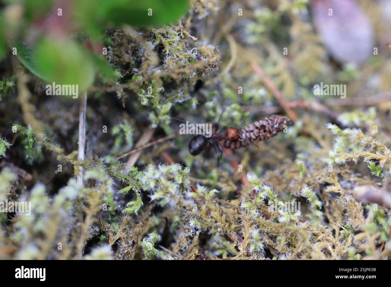 integra-group Field and Mound Ants (Formica integra), Insecta, Lane ...