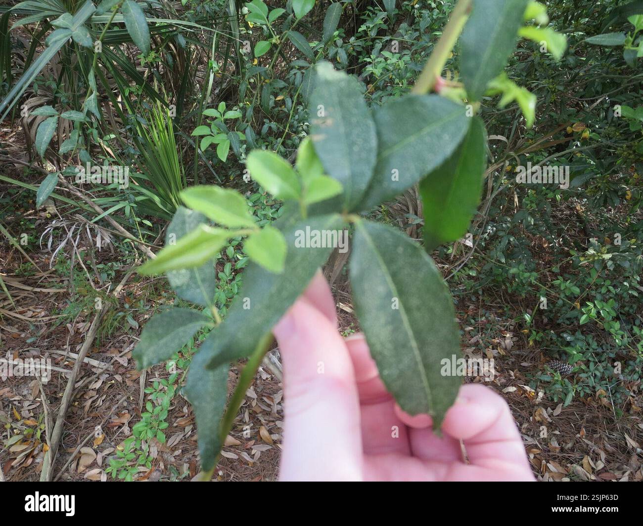 Cherokee rose (Rosa laevigata), Plantae, Windsor Forest, Savannah, GA ...