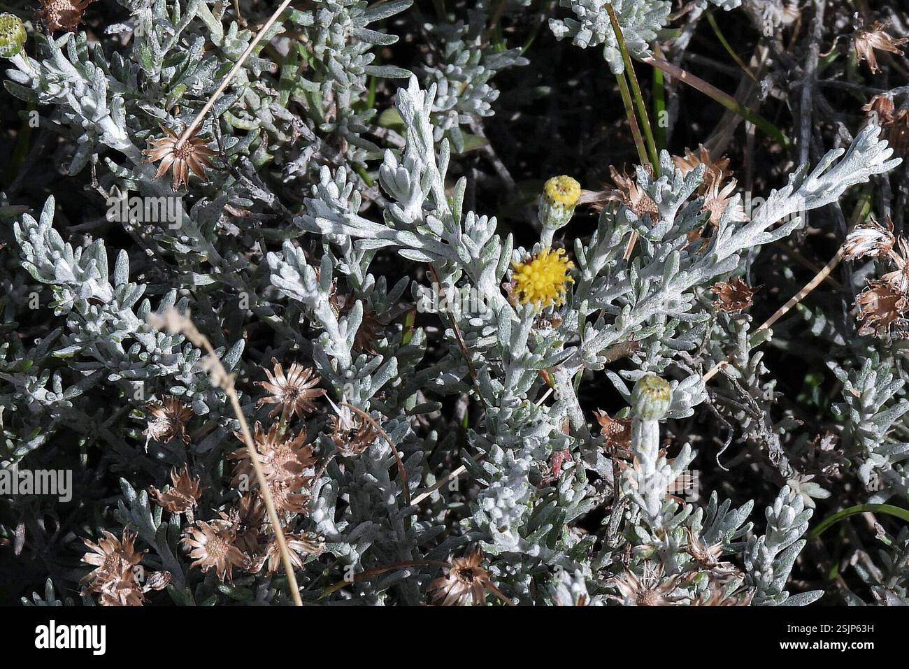 (Senecio patagonicus), Plantae, Río Grande, Tierra del Fuego, Argentina ...