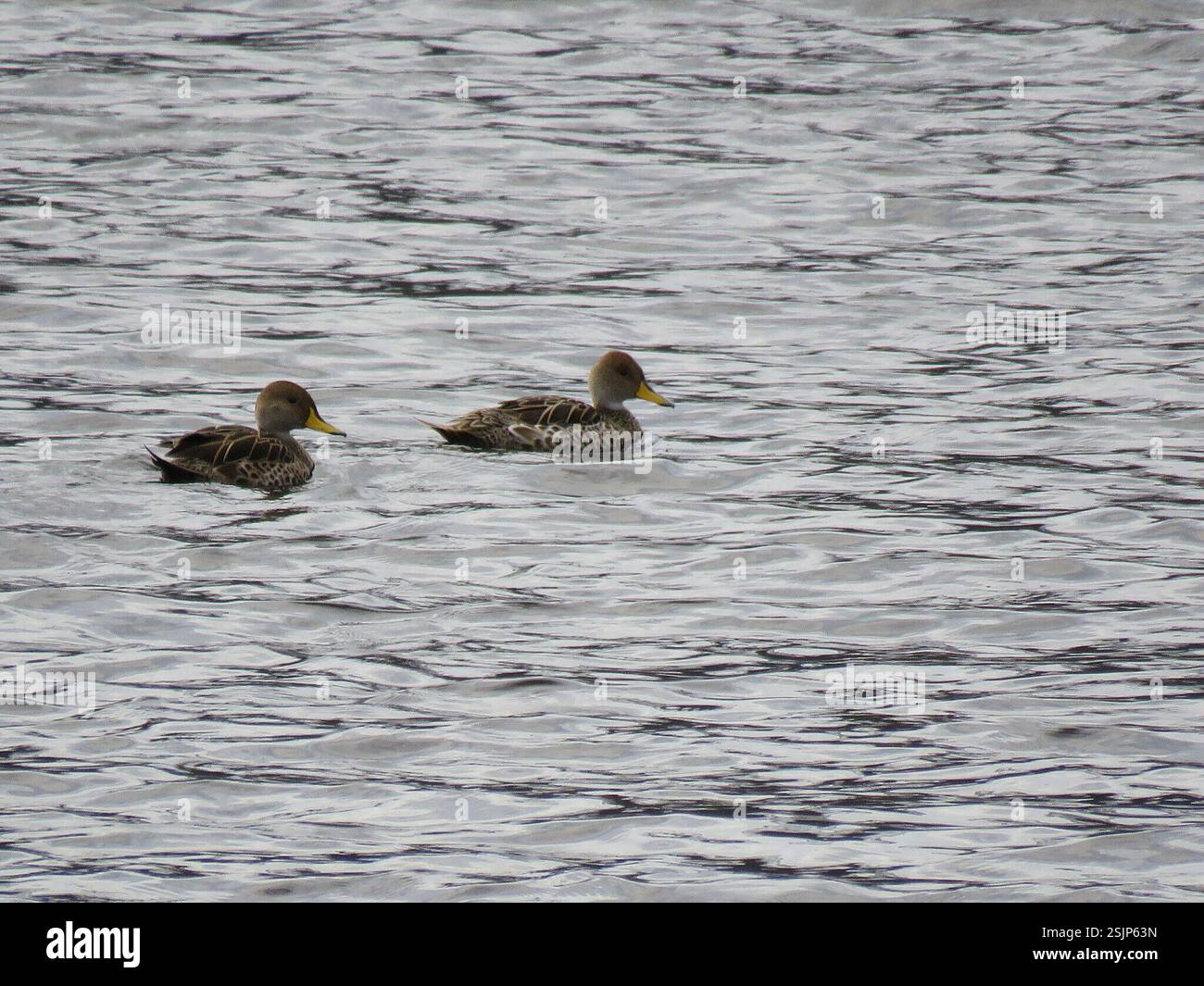 Yellow-billed Pintail (Anas georgica), Aves, Ushuaia, Tierra del Fuego ...