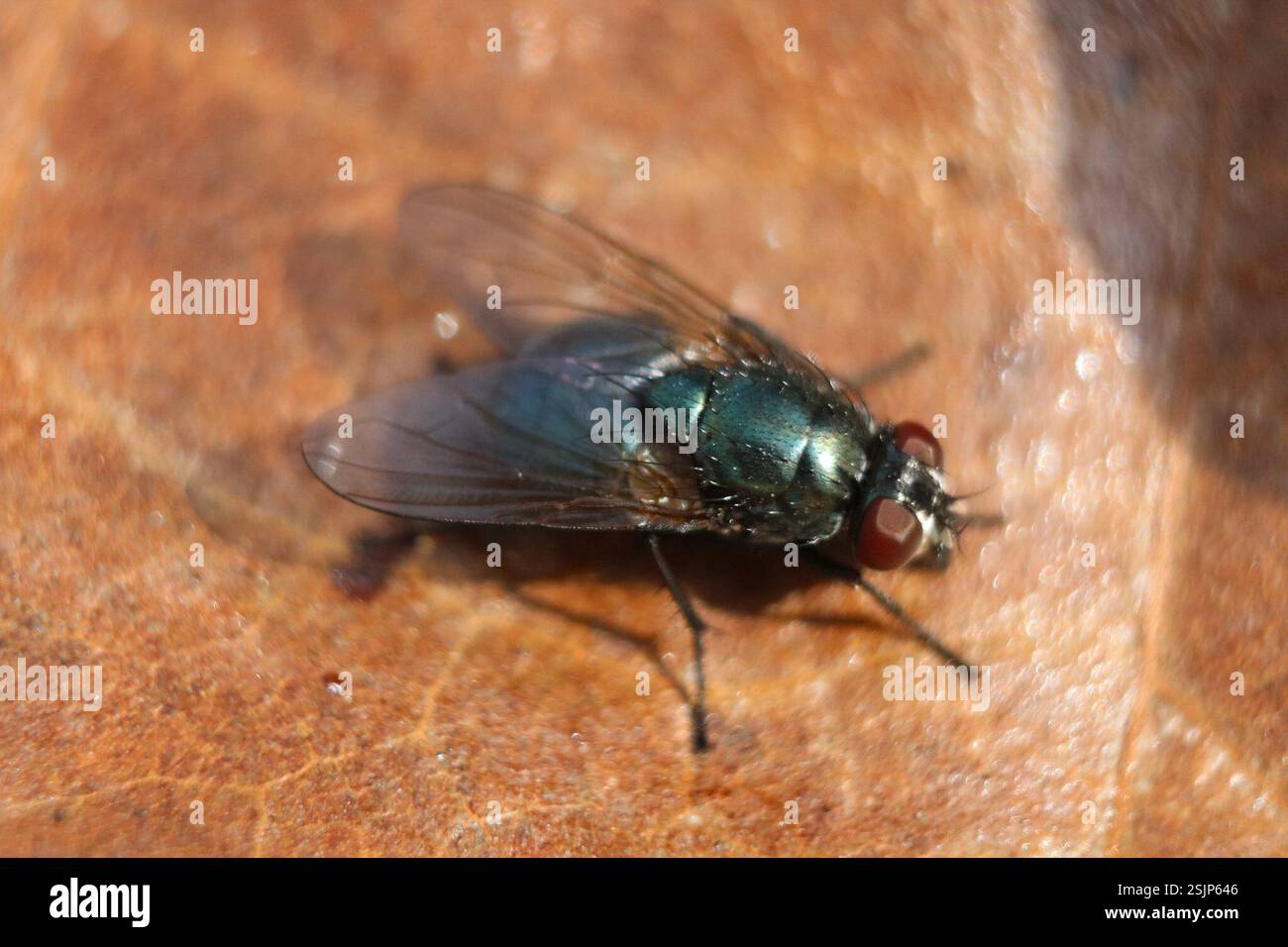 Black Blow Fly (Phormia regina), Insecta, Medway, London, ON, Canada ...