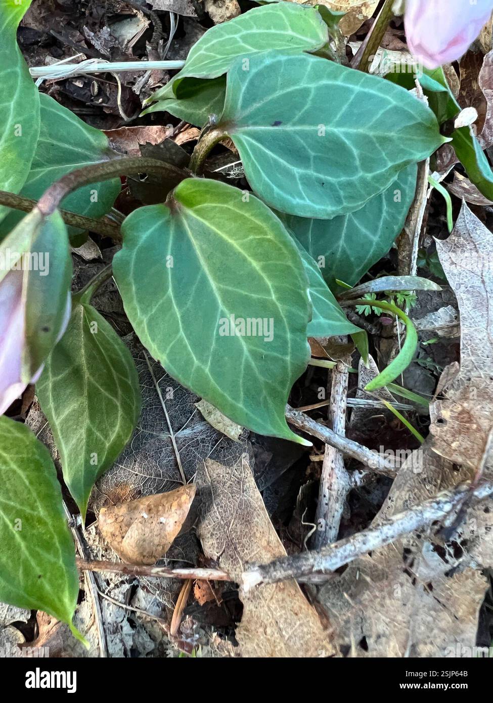 brook wakerobin (Pseudotrillium rivale), Plantae, Josephine County, OR ...