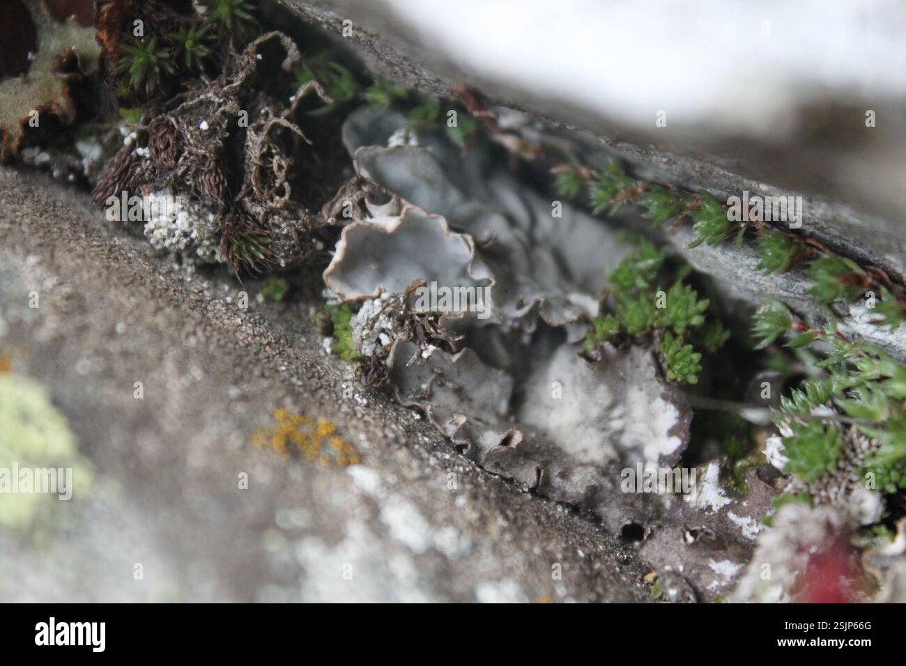 field dog lichen (Peltigera rufescens), Fungi, 1945 Liddes, Suisse ...